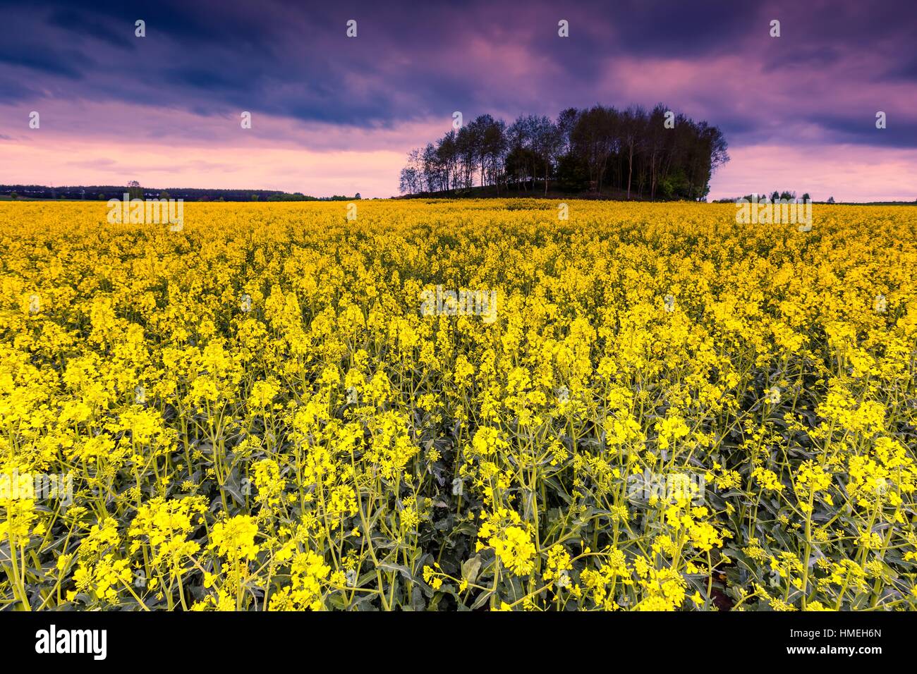 Beautiful blooming rape field at sunset. Cloudy sky over yellow napus ...