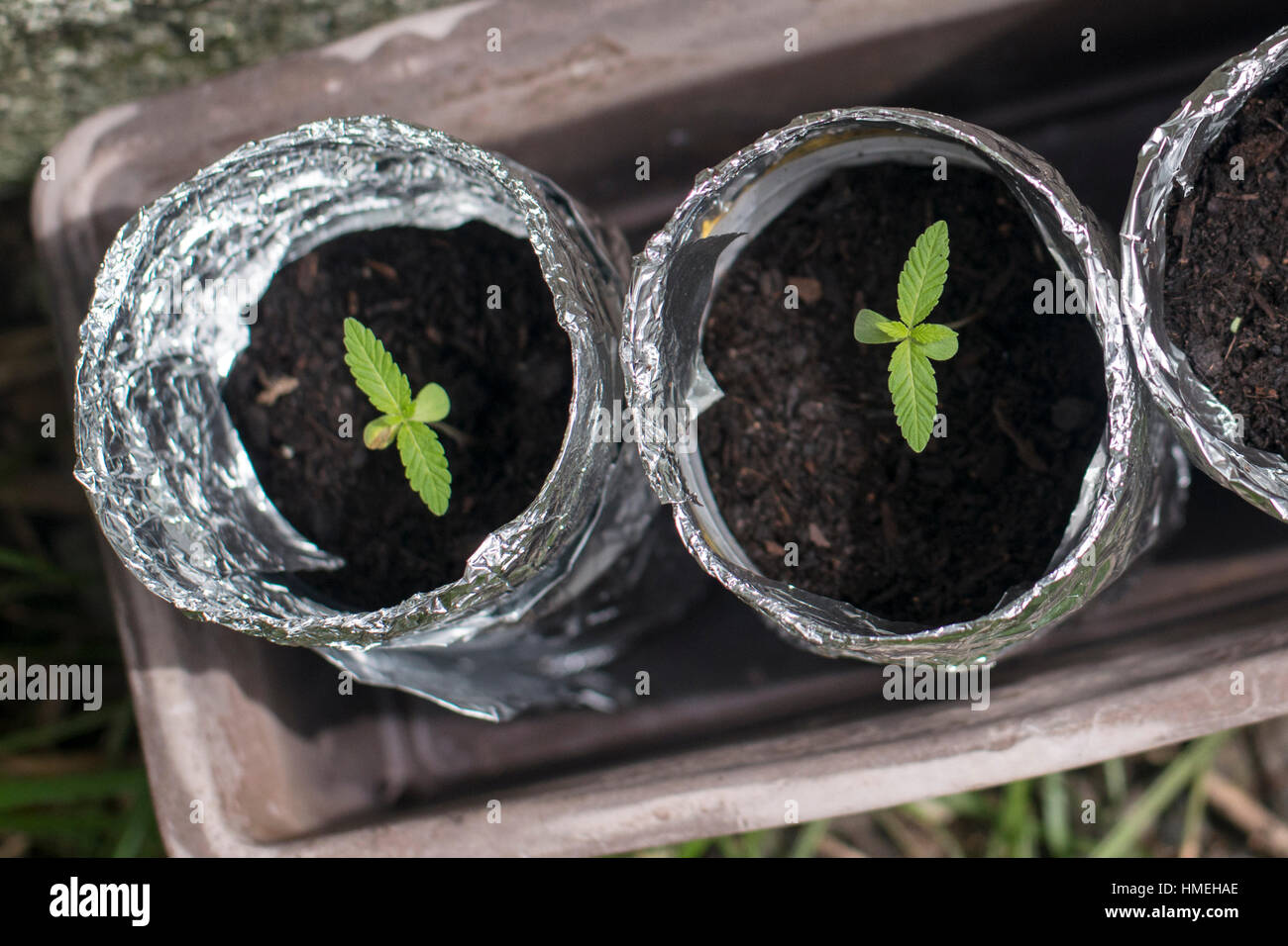 Sprout of marijuana hi-res stock photography and images - Alamy