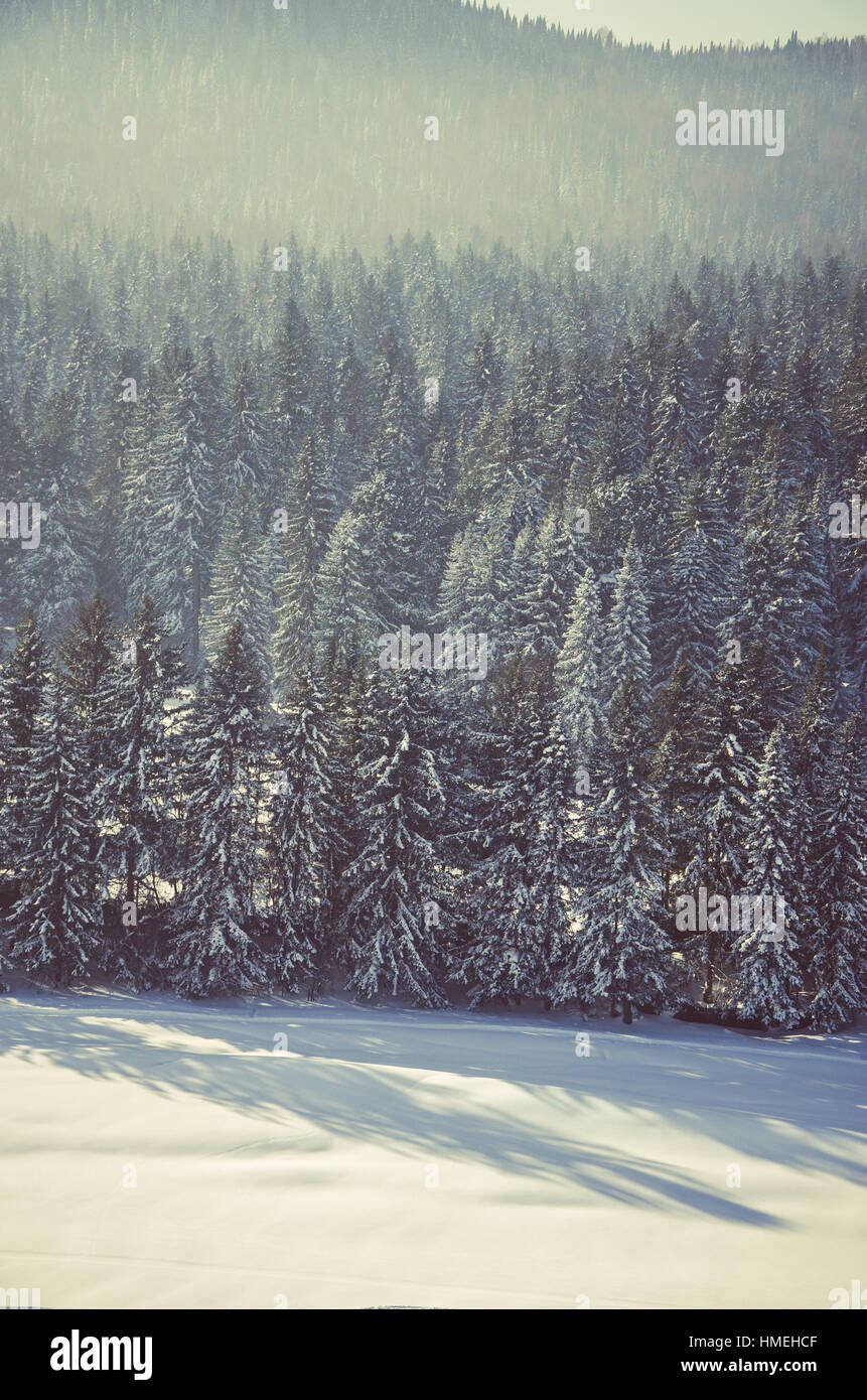 thick fog covered with thick coniferous forest. forest with a bird's ...