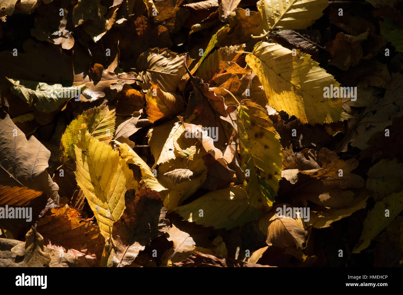 Fallen leaf litter Stock Photo - Alamy