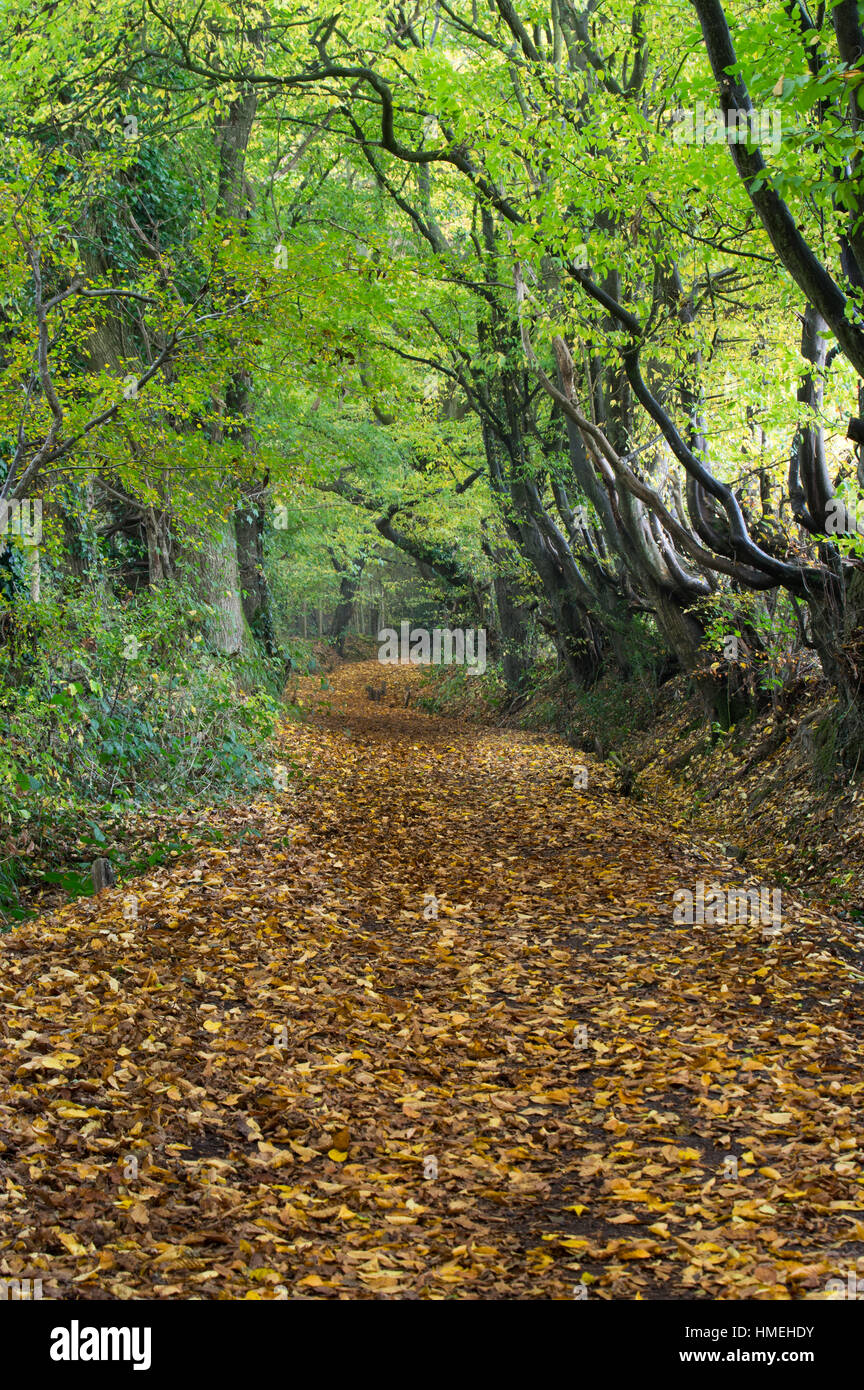 Woodland paths hi-res stock photography and images - Alamy