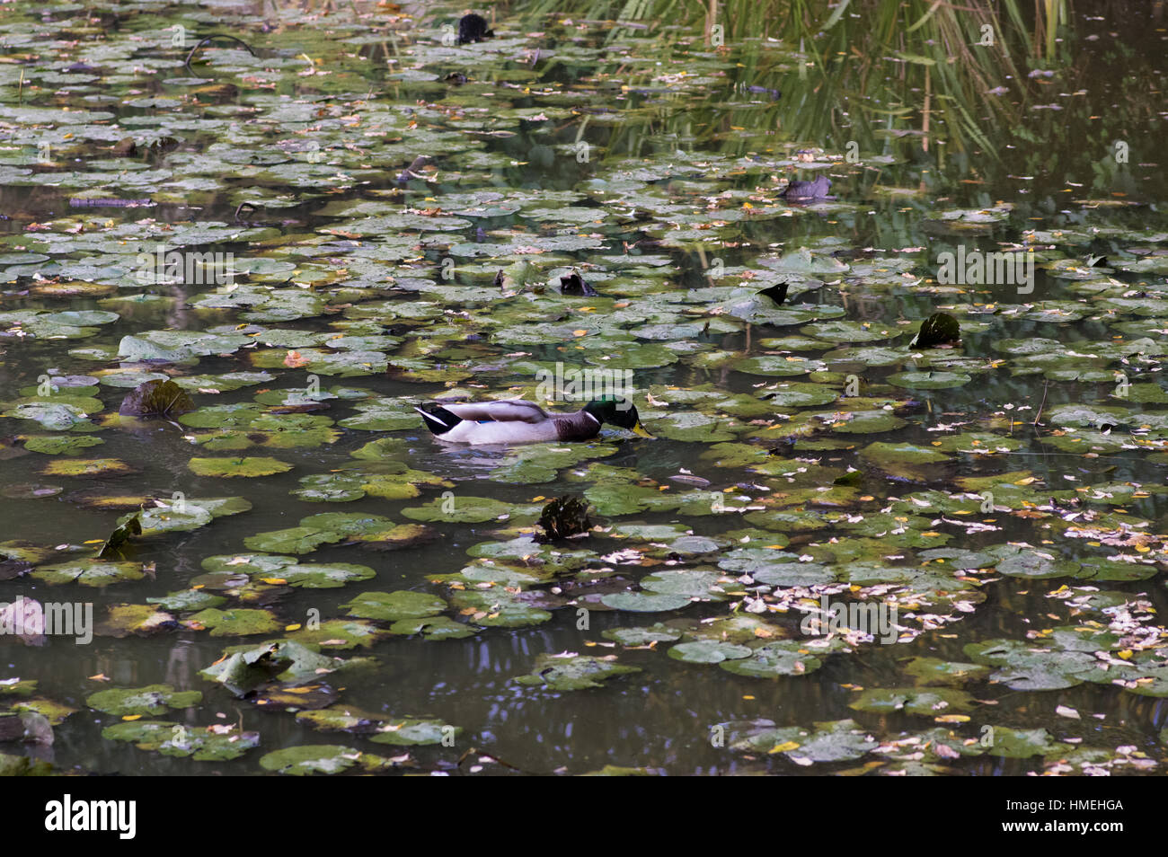 Ditchling common hi-res stock photography and images - Alamy