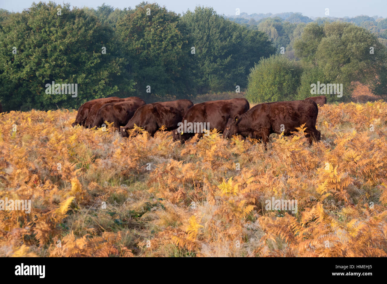Grazing cows feeding on Ditchling Common Stock Photo - Alamy