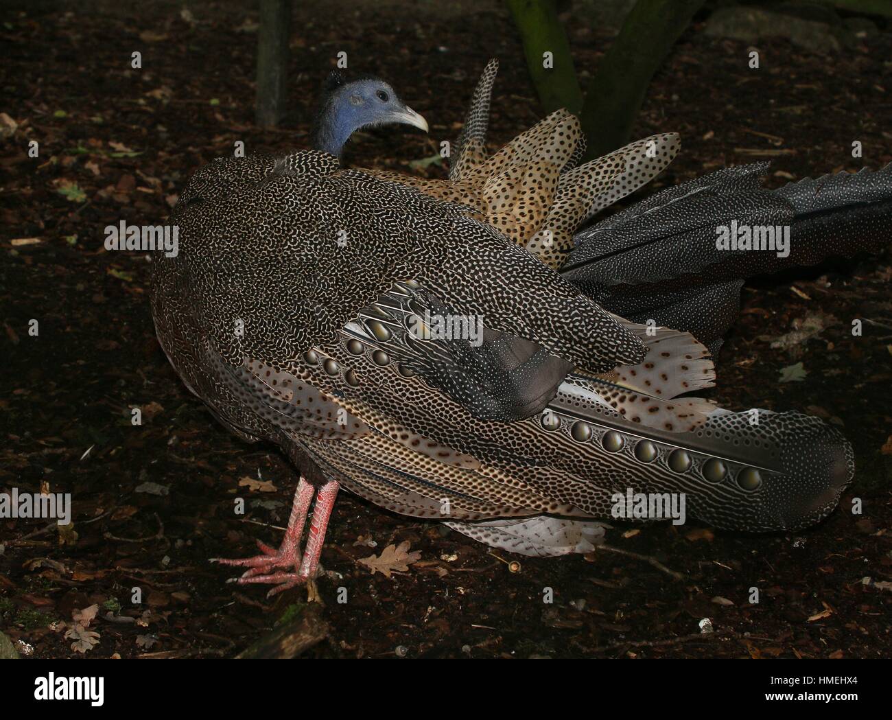 Pheasant argus hi-res stock photography and images - Alamy