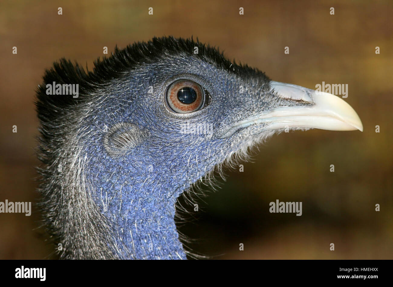 Argusfasan hi-res stock photography and images - Alamy