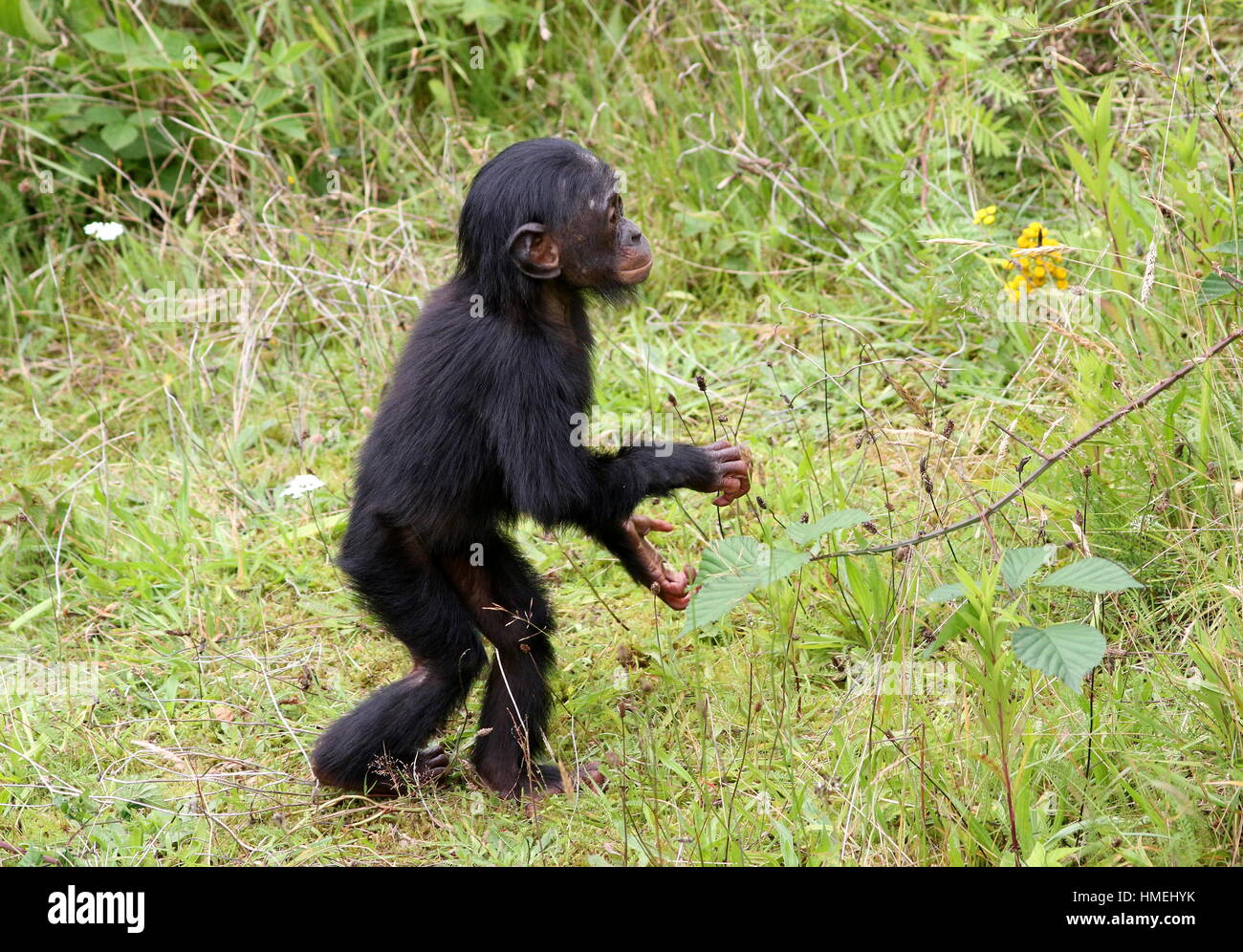 Chimpanzé nain hi-res stock photography and images - Alamy