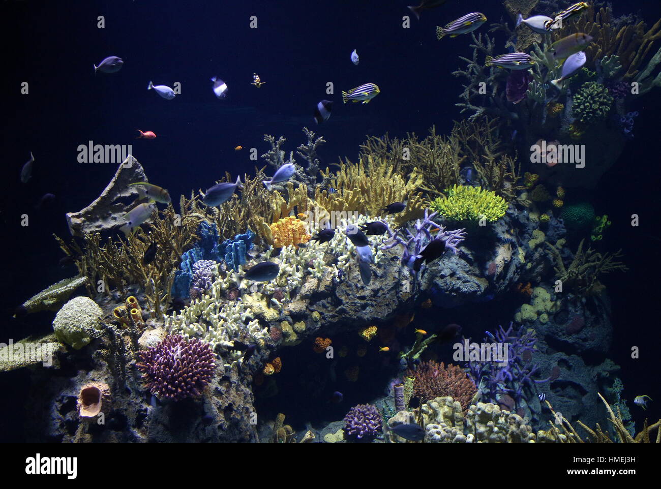 Colourful Coral Reef at the new Aquarium at Blijdorp Zoo, Netherlands ...