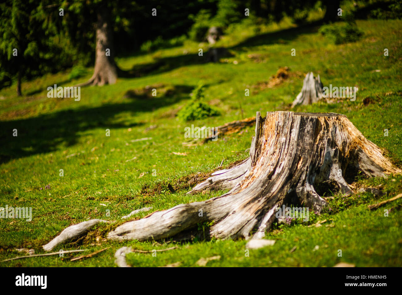 Large tree stump in summer forest Stock Photo - Alamy