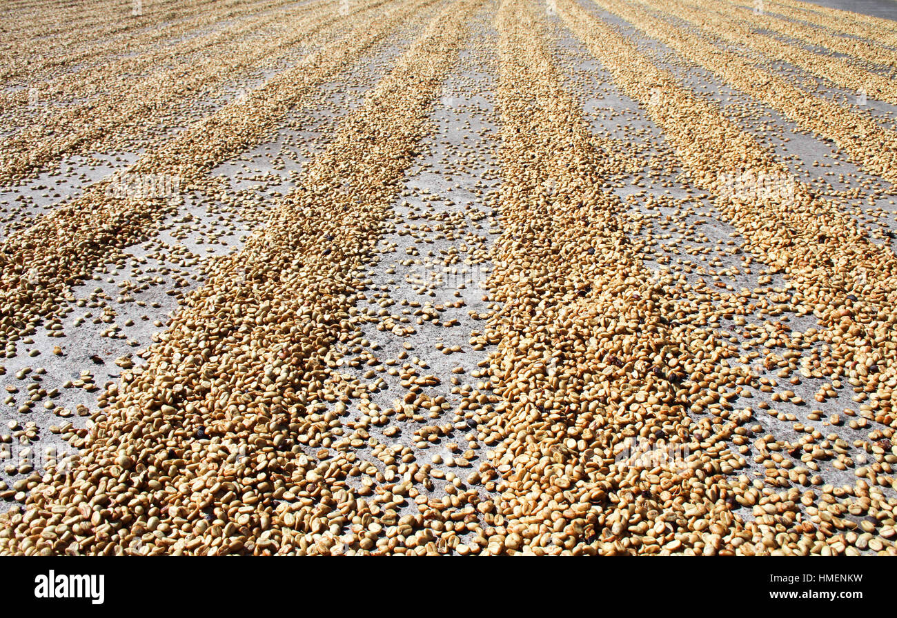 Sun Drying Seeds High Resolution Stock Photography and Images - Alamy