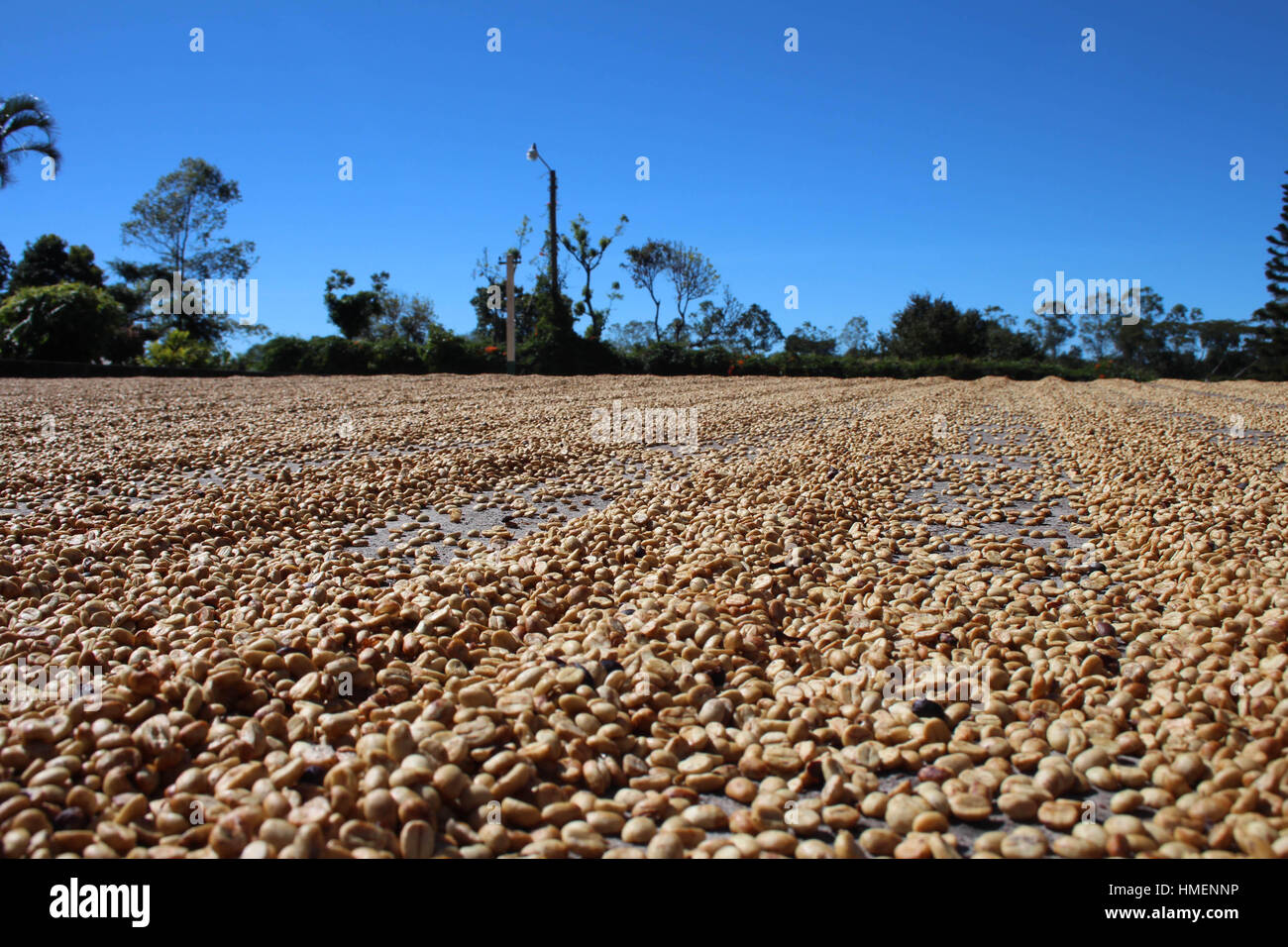 Sun Drying Seeds High Resolution Stock Photography and Images - Alamy