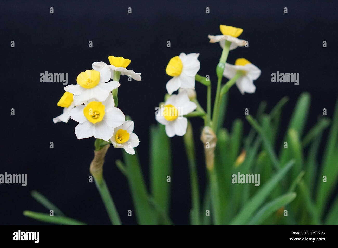 Fragrant Spring daffodils blossoming Stock Photo - Alamy