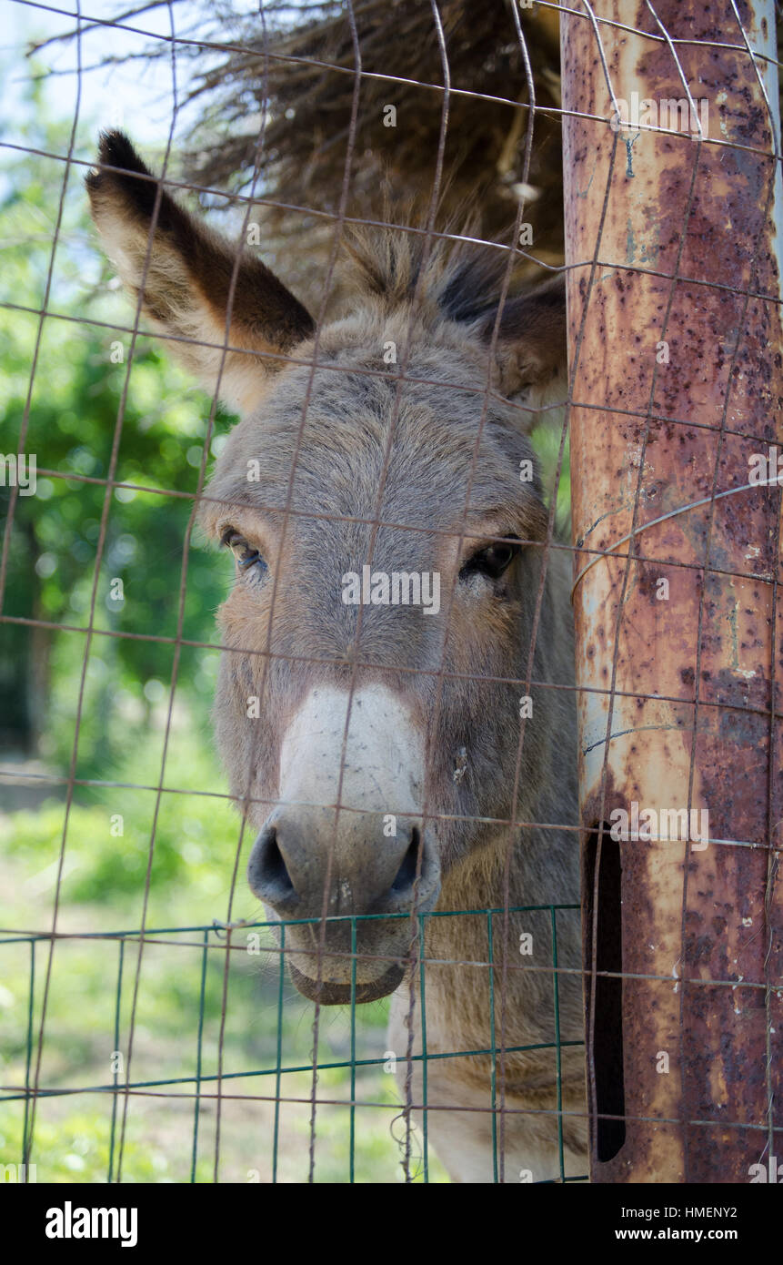 Gray Italian Sardinian Donkey Stock Photo - Alamy
