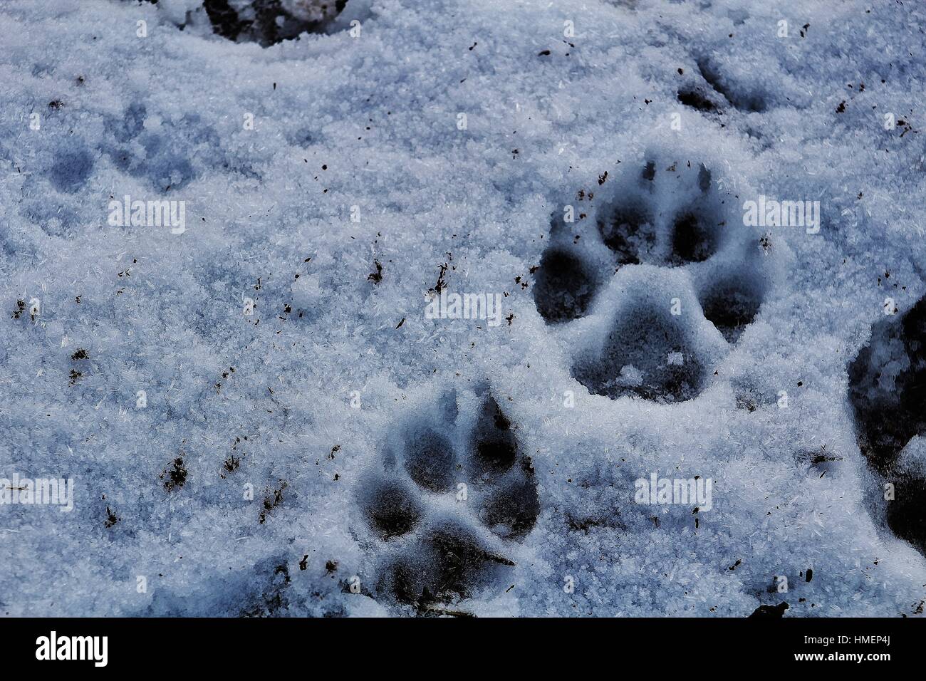 Dog paw print in snow hi-res stock photography and images - Alamy