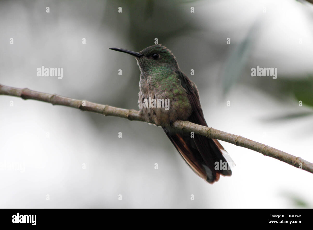 Tiny hummingbird sitting on a branch Stock Photo - Alamy