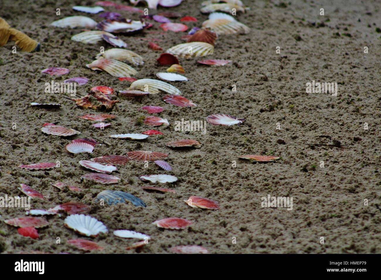 Shells on a beach Stock Photo - Alamy
