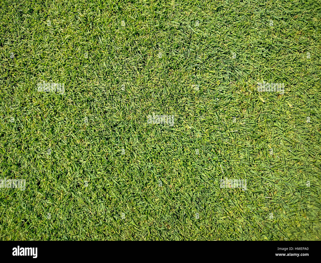Grass texture top view hi-res stock photography and images - Alamy