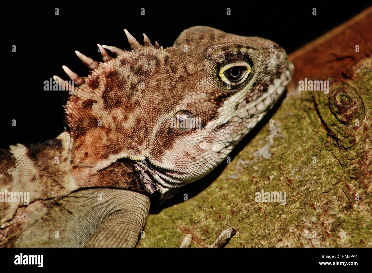 Photography reptile hi-res stock photography and images - Alamy