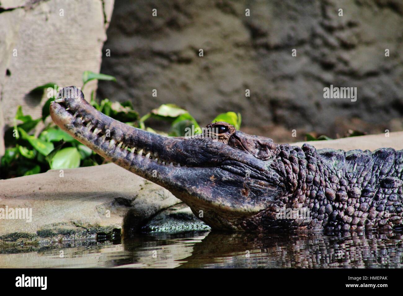 Cage zoo crocodile hi-res stock photography and images - Alamy