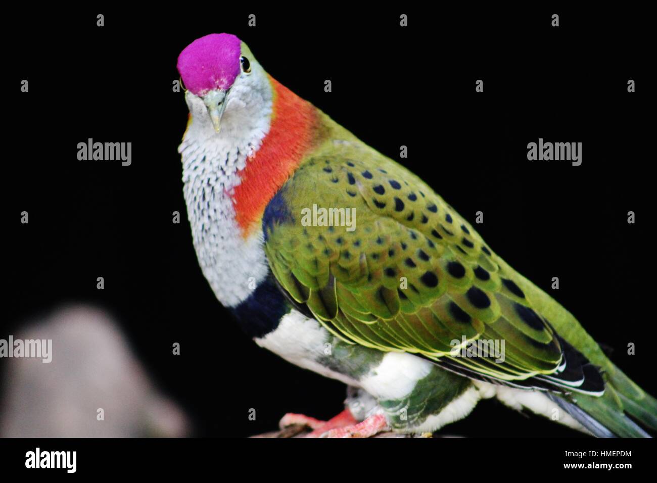 Chester zoo birds hi-res stock photography and images - Alamy