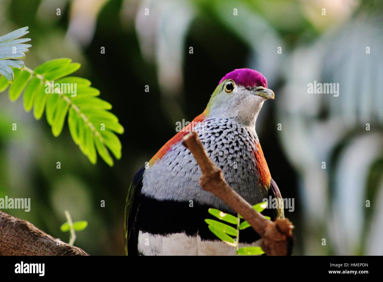 Chester zoo birds hi-res stock photography and images - Alamy