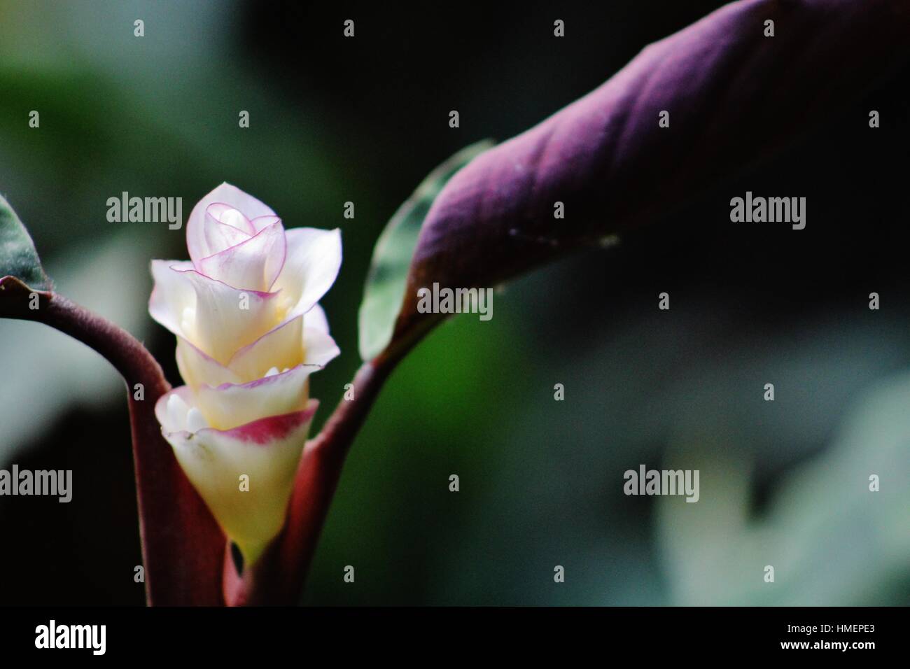 Green dslr rose hi-res stock photography and images - Alamy