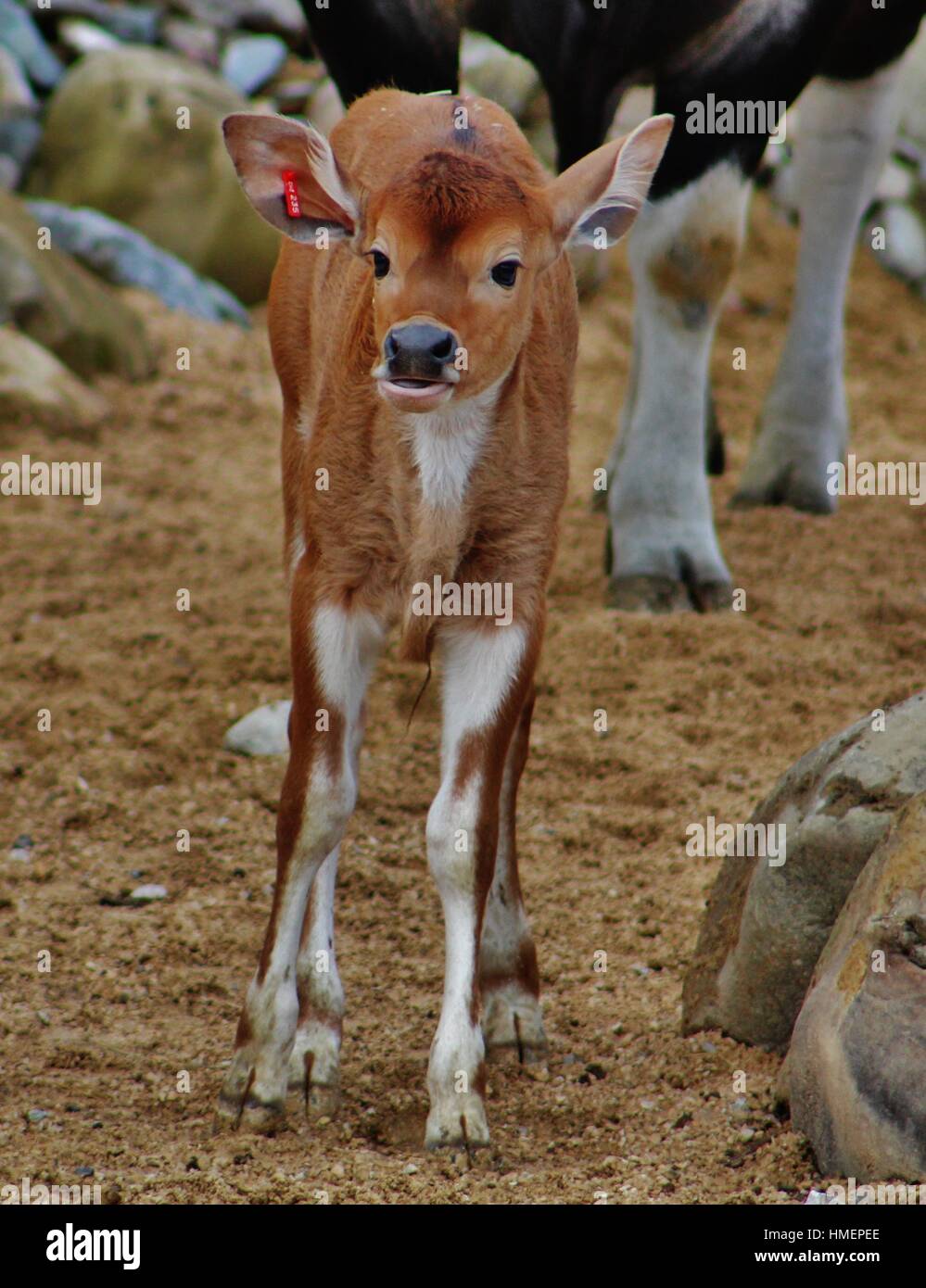 Banteng hi-res stock photography and images - Alamy