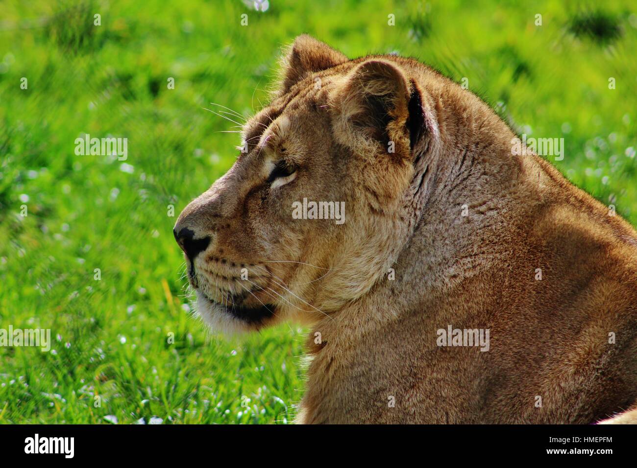 Woman hair lion hi-res stock photography and images - Alamy