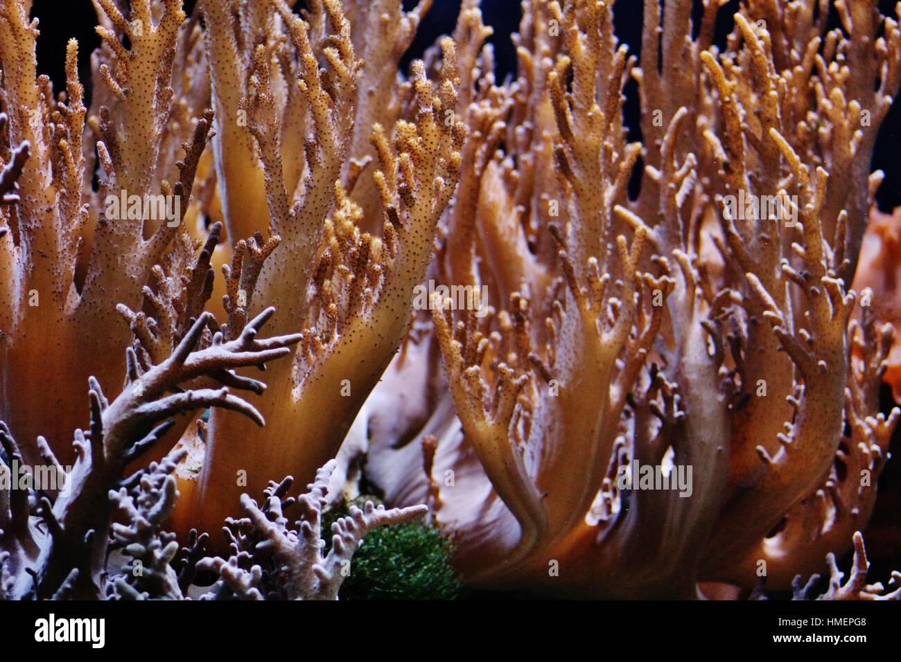 Coral reef uk britain hi-res stock photography and images - Alamy