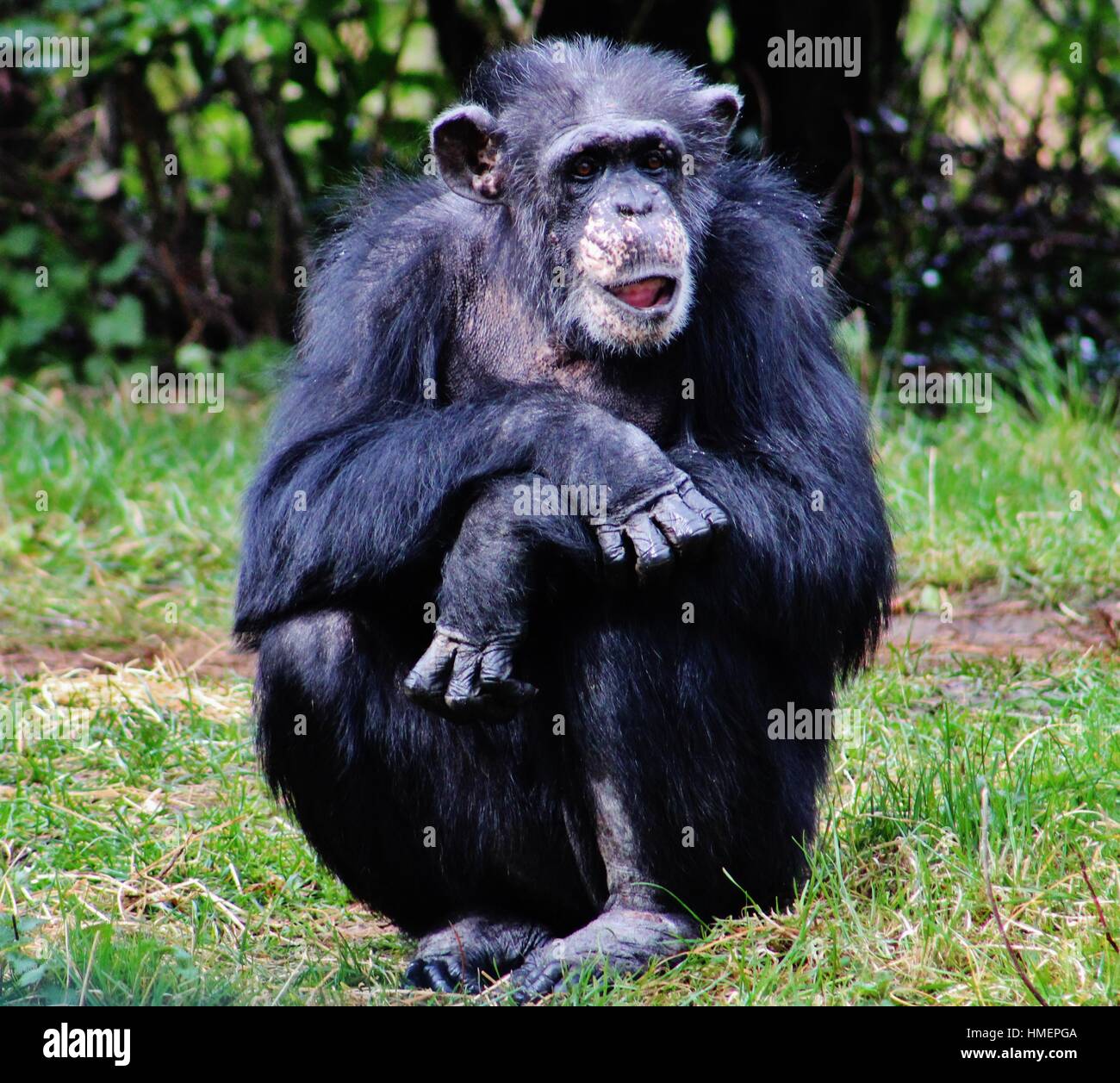 Chimpanzees hands hi-res stock photography and images - Alamy