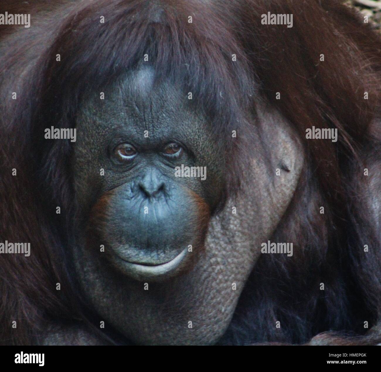 Fat Orangutan Standing