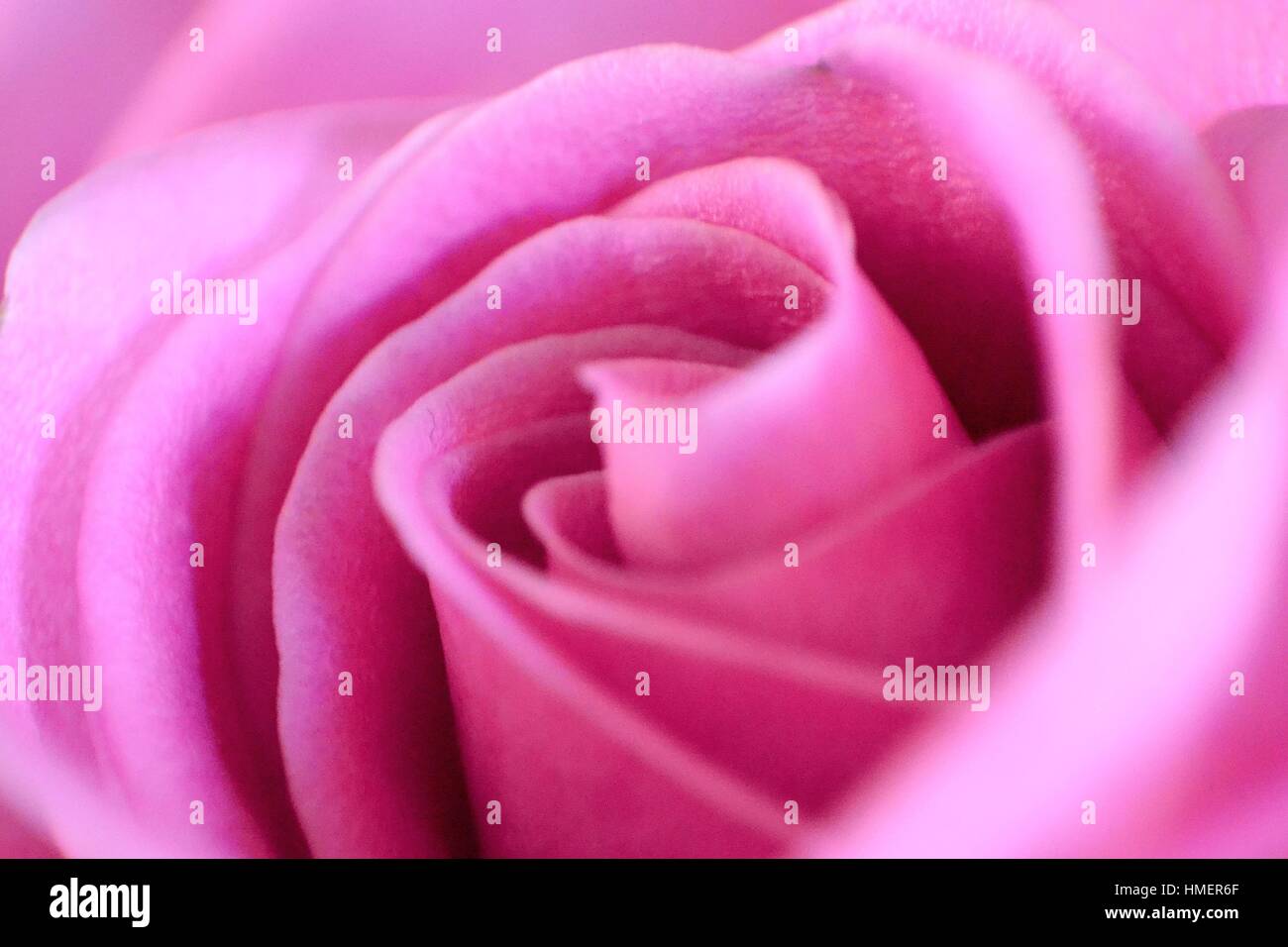 Zoom rose hi-res stock photography and images - Alamy