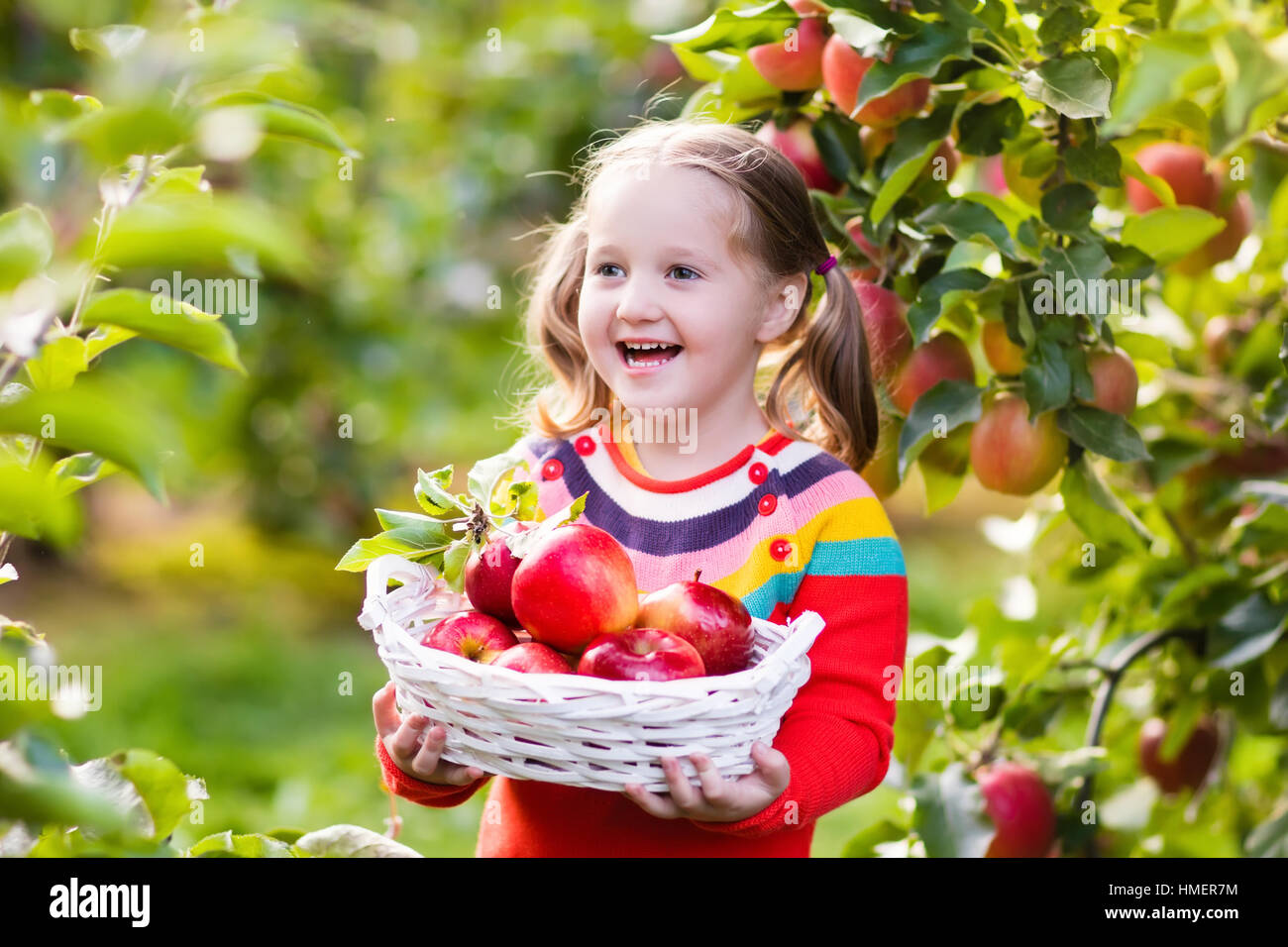 Child picking apples on a farm in autumn. Little girl playing in apple ...
