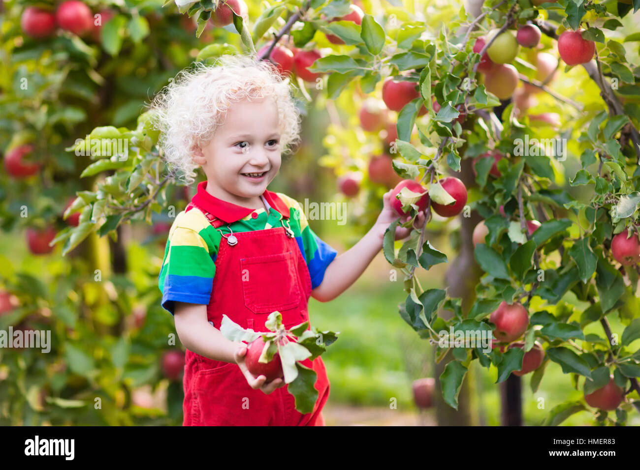 Child picking apples on farm in autumn. Blond curly little boy playing ...