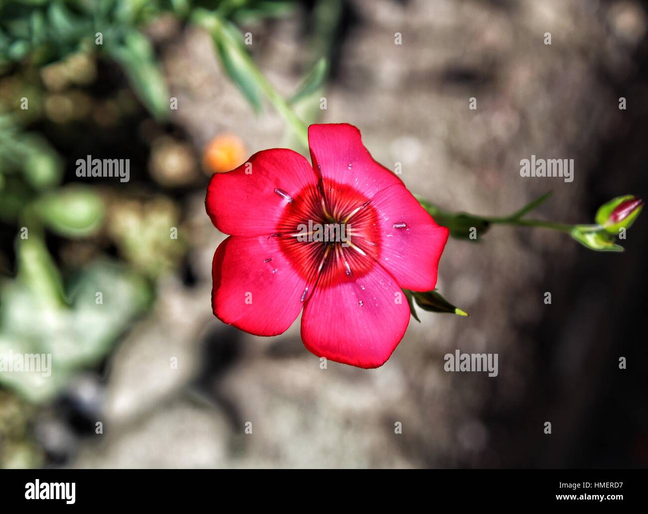 Dslr Flower Photography High Resolution Stock Photography and Images ...