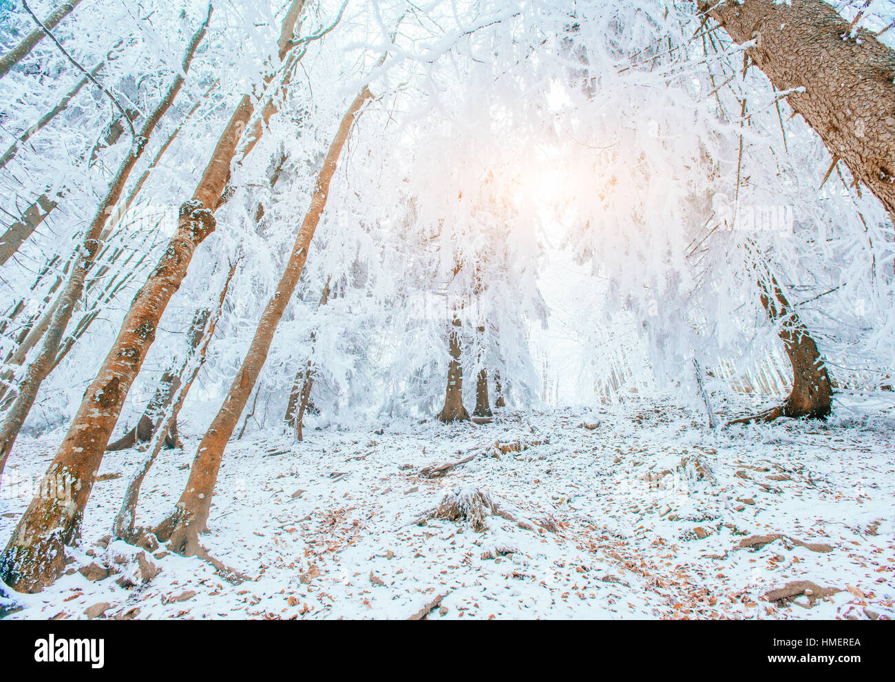 winter landscape trees in frost Stock Photo - Alamy