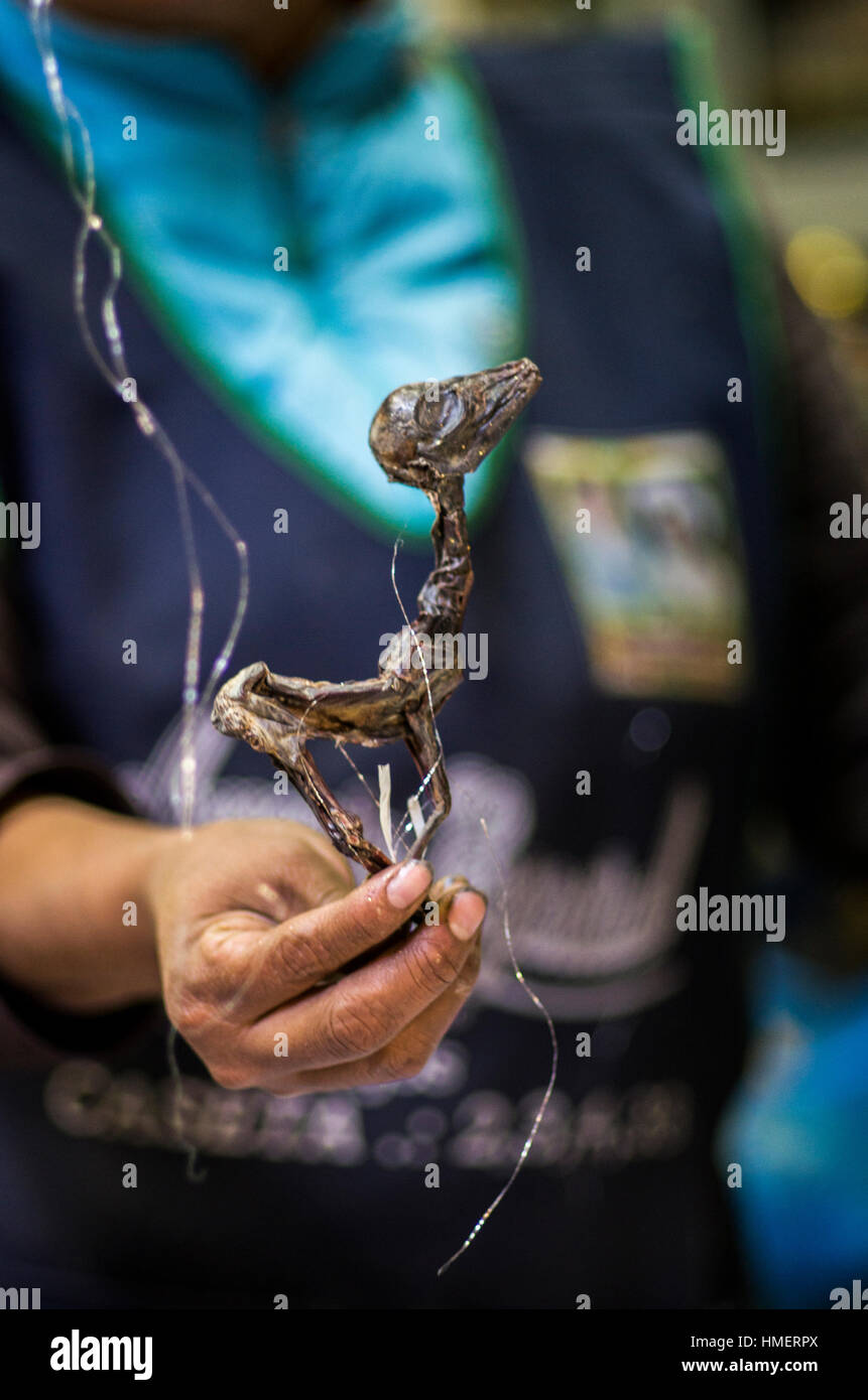 Woman's hand holding a dessicated llama fetus to be used in a mesa, a ...