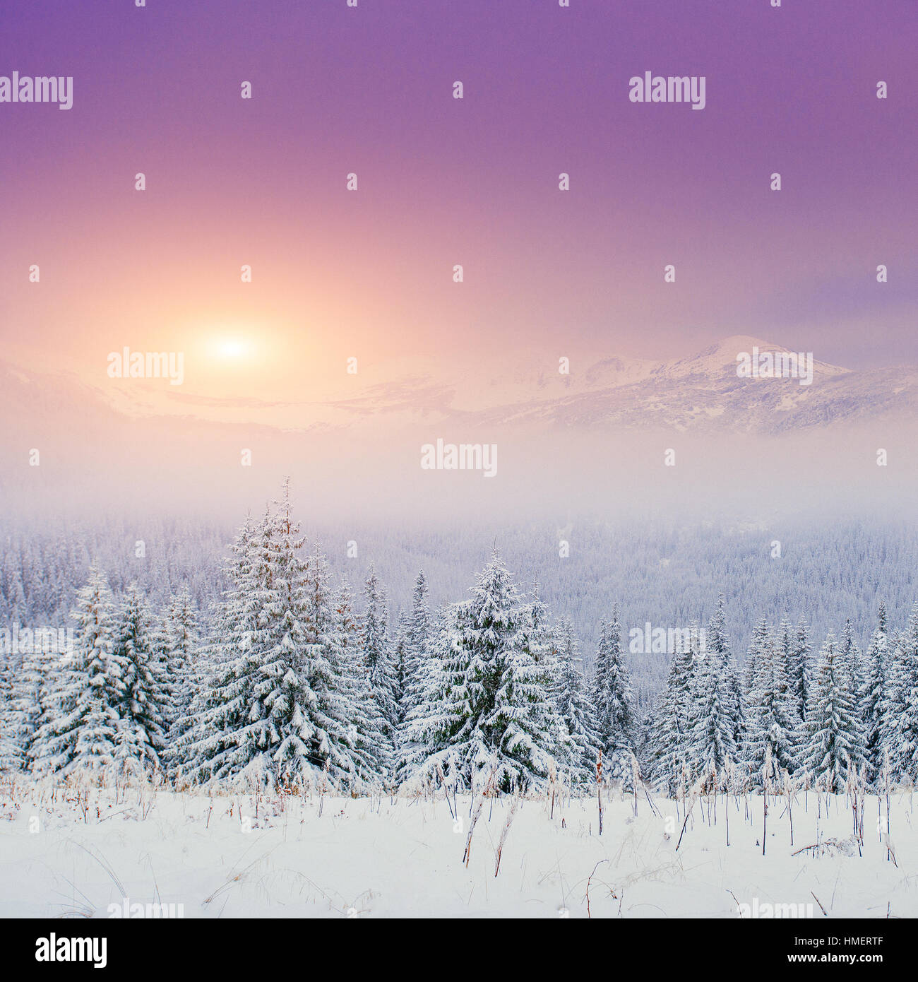 winter landscape trees in frost Stock Photo - Alamy