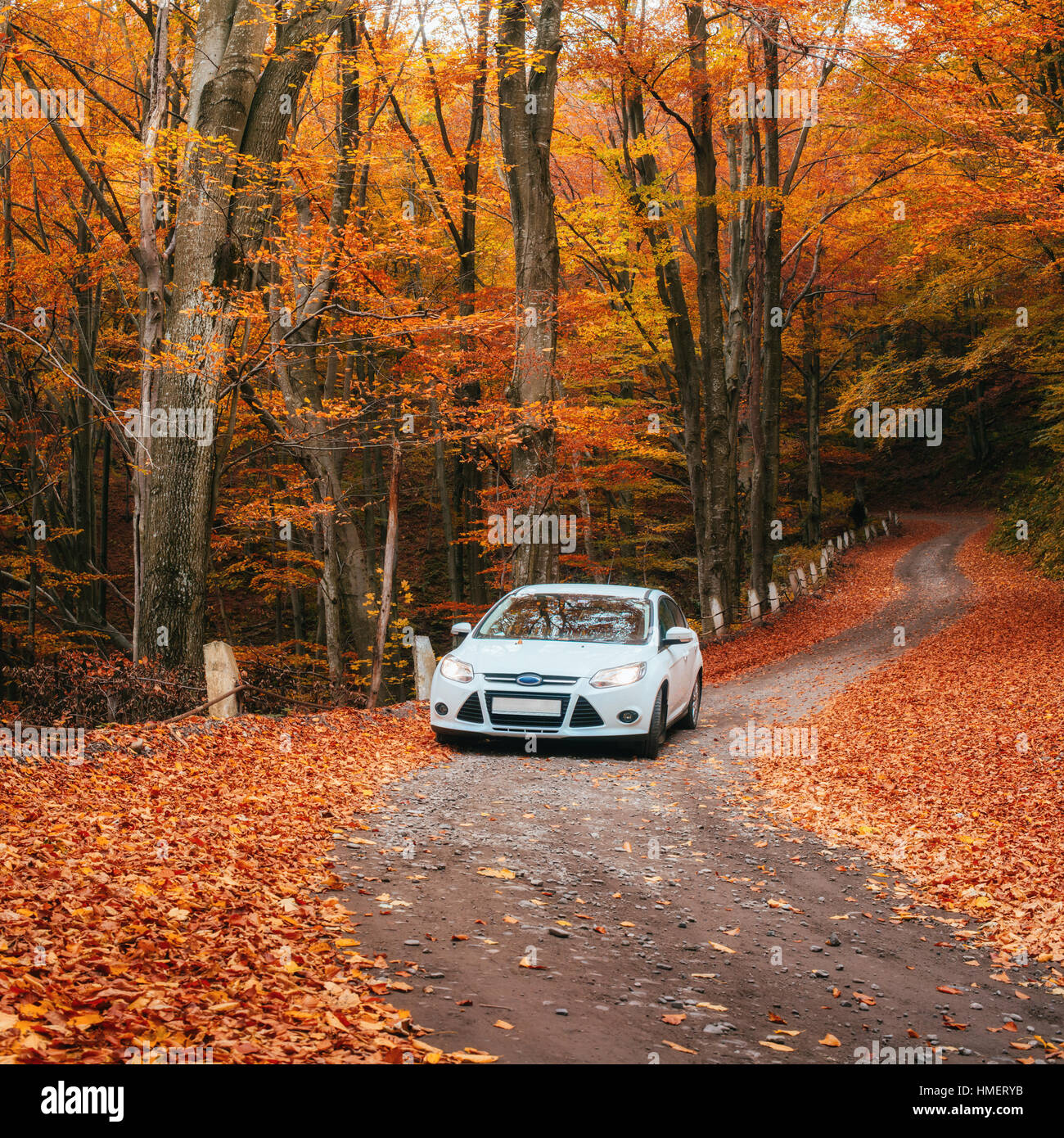 car on a forest path Stock Photo - Alamy