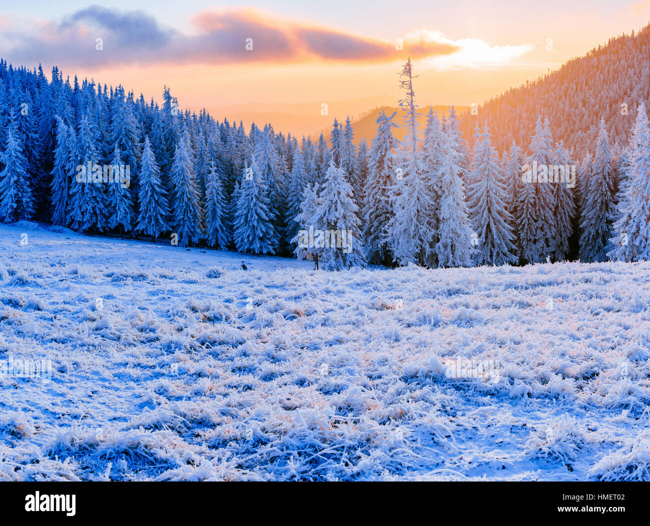 winter landscape trees in frost Stock Photo - Alamy