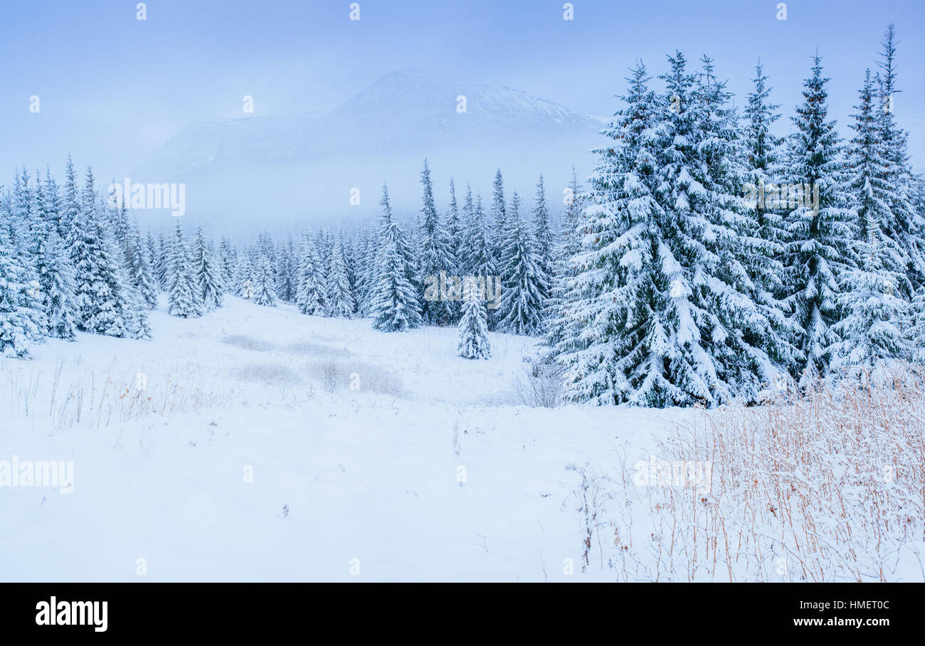 wonderful winter landscape Stock Photo - Alamy