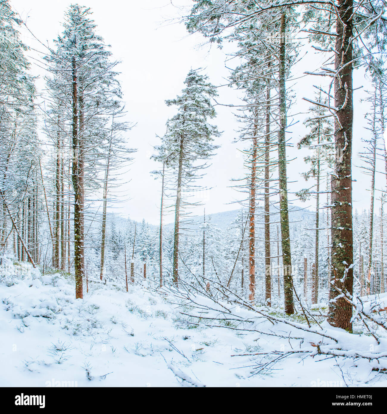 magical winter snow covered tree Stock Photo - Alamy