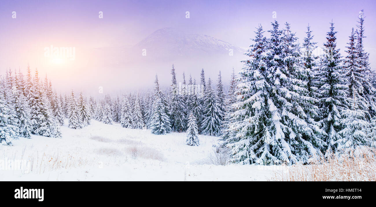 magical winter snow covered tree Stock Photo - Alamy