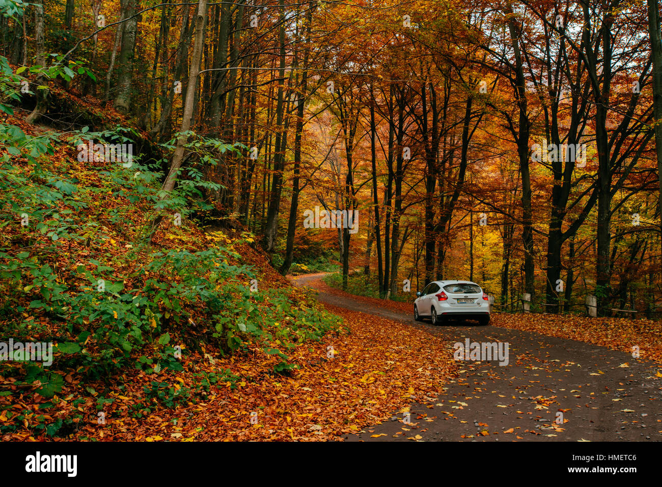 car on a forest path Stock Photo - Alamy