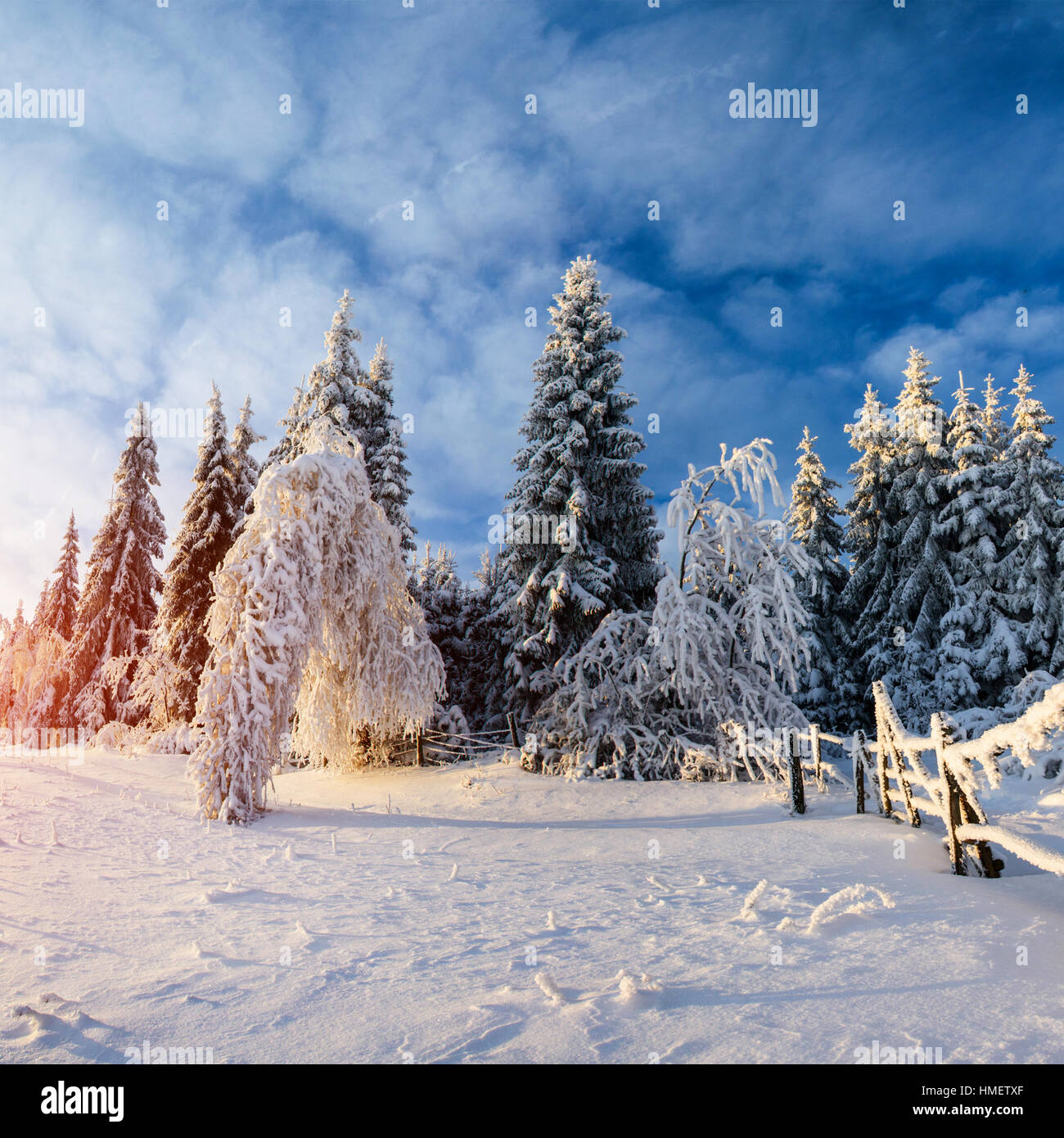winter landscape trees in frost Stock Photo - Alamy