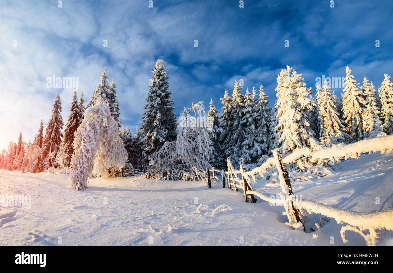 winter landscape trees in frost Stock Photo - Alamy