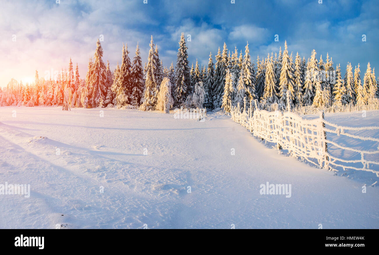 winter landscape trees in frost Stock Photo - Alamy