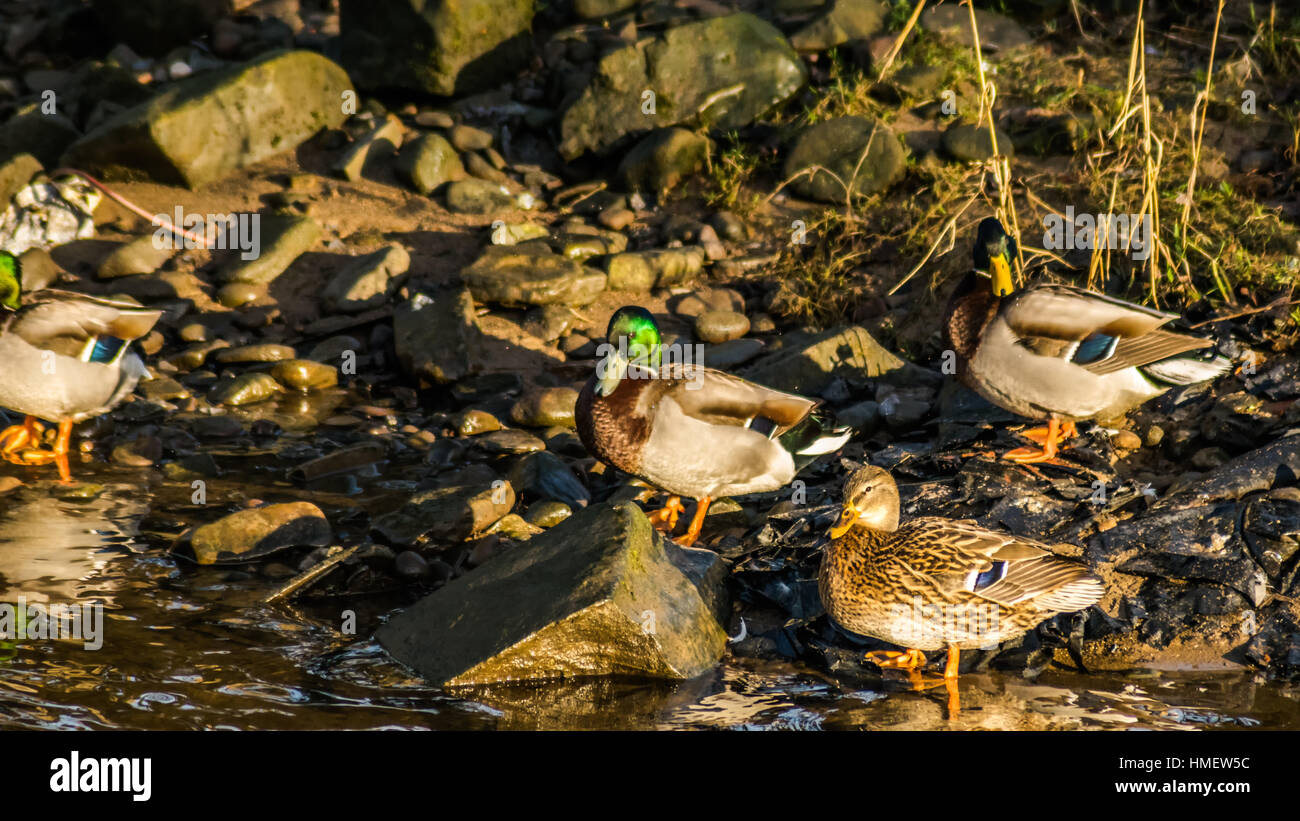 Group of birds on the riverside, Ducks In River In Morning Sunlight ...