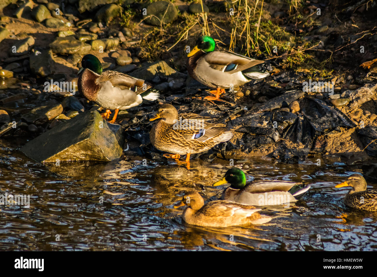 Group of birds on the riverside, Ducks In River In Morning Sunlight ...