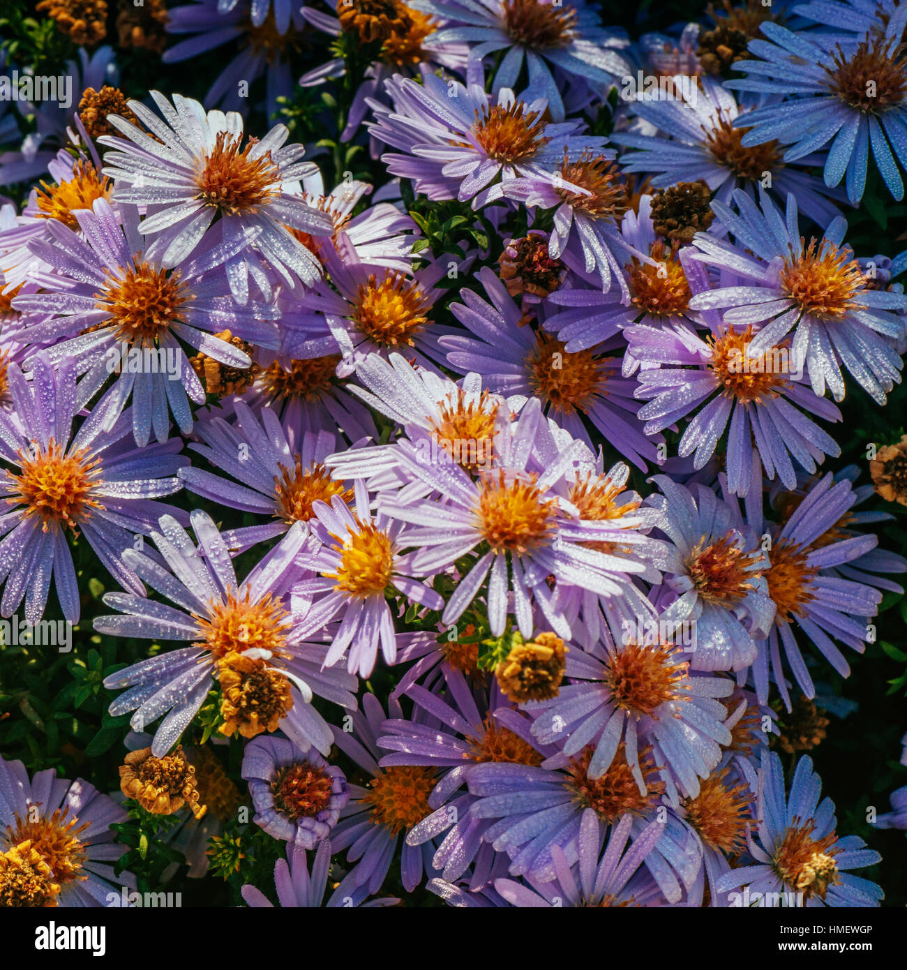Magenta aster flowerbed under sunlight Stock Photo - Alamy