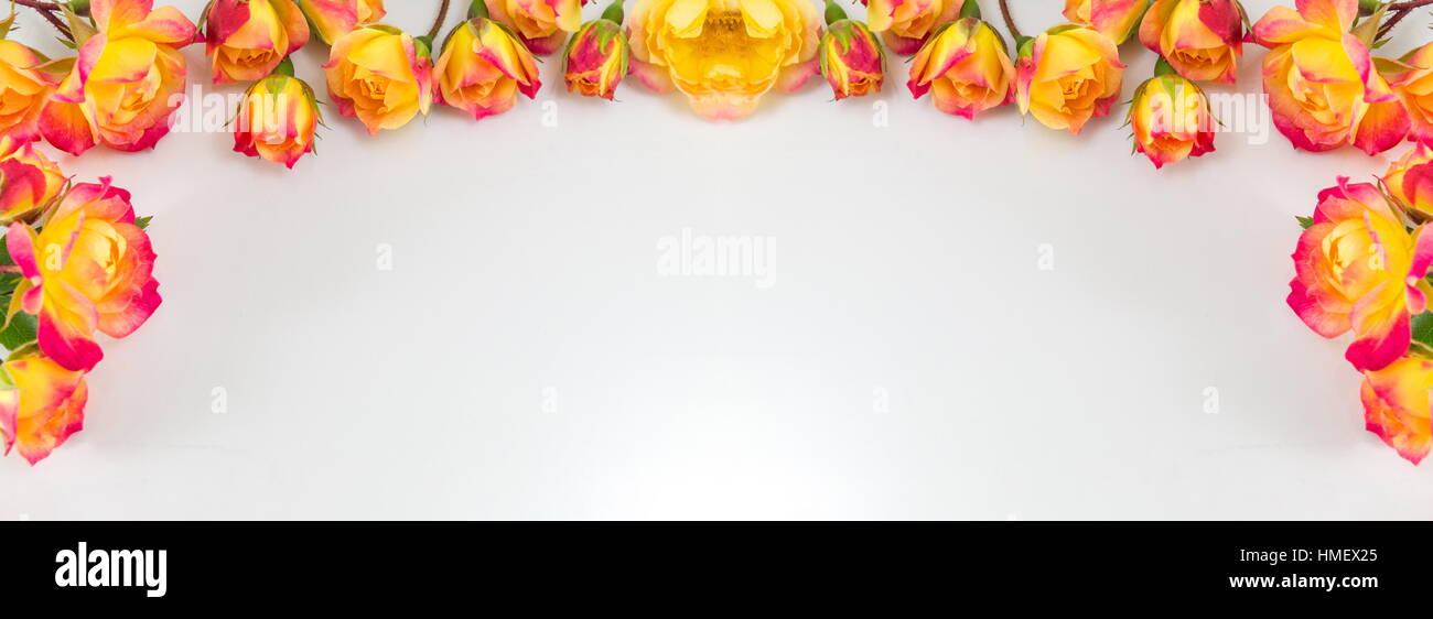 Red and yellow roses wide silver banner Stock Photo - Alamy